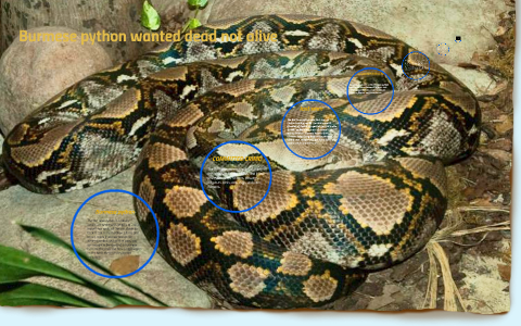 Burmese python wanted dead not alive by TRAVIS WOOD on Prezi