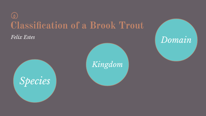 Classification of a Brook Trout by Felix Estes on Prezi