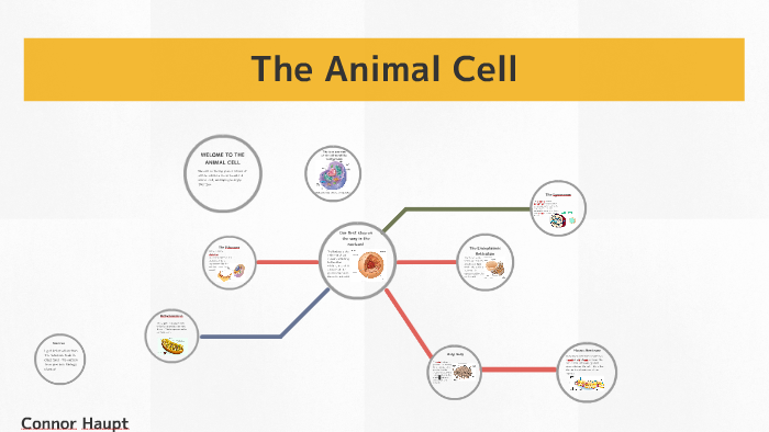 The Animal Cell by Connor Haupt on Prezi