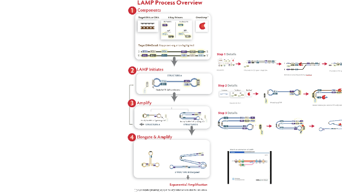 Loop-Mediated Isothermal Amplification Including Video by Jen Thompson ...