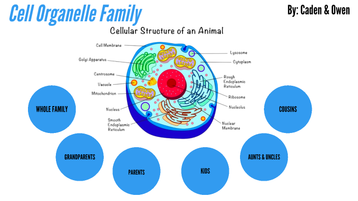 Cell Organelle Family by Caden Culbertson on Prezi