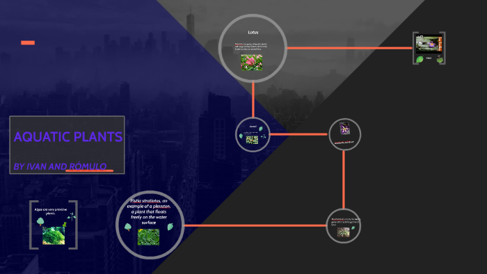AQUATIC PLANTS by romulo rosas alvarado