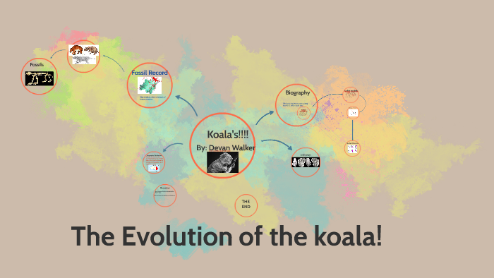 The Evolution of the koala! by Devan Walker on Prezi