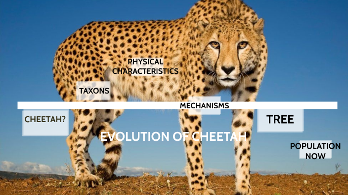 Evolution Of Cheetahs - Zara Shiell by Zara Shiell on Prezi