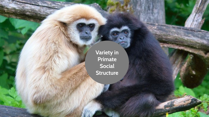 Primate Social Structure by Eleanor Pinkney on Prezi