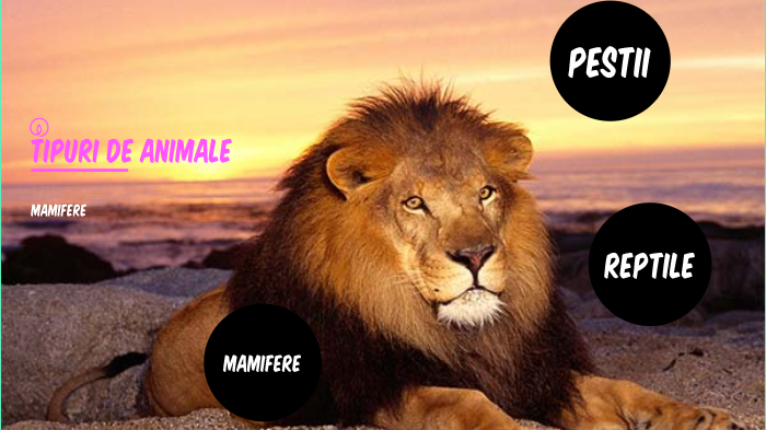Tipuri de animale by Evelina Croitoriu on Prezi