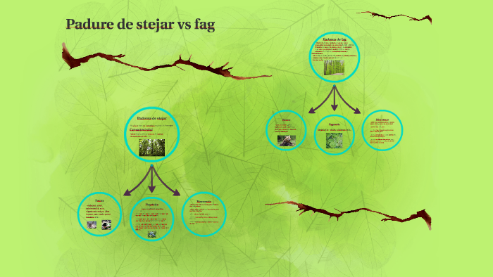 Padure de stejar vs fag (fara voce) by Alex Mihai on Prezi