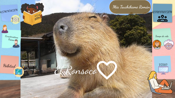 El Ronsoco-Mia Tsuchikame by CuartoB Primaria on Prezi
