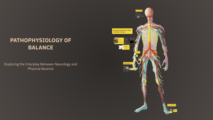 Balance in the Human Body: A Neurological Perspective by Soundarya.S on ...