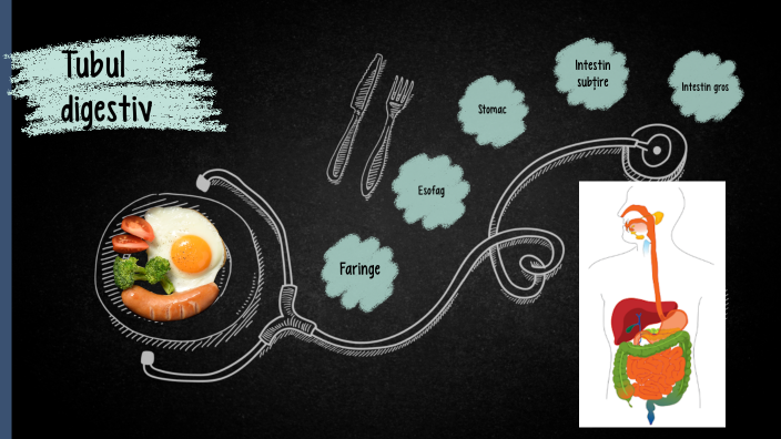 Tubul digestiv by Jitaru Silvia on Prezi