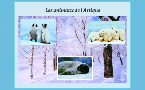 Les animaux de l'artique by navith halo on Prezi