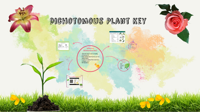 Dichotomous Plant Key by Valerie Ogden on Prezi