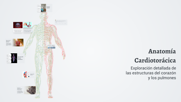 Anatomía Cardiotorácica by Angel voca on Prezi