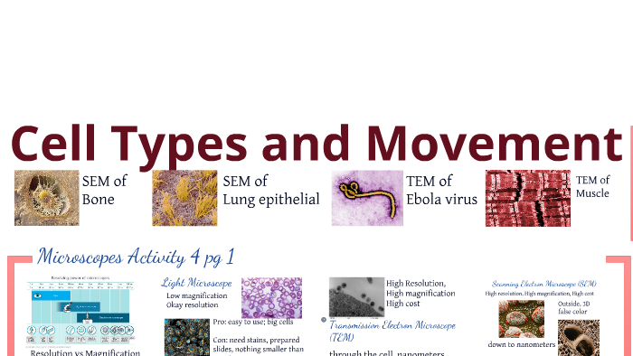 Q1 NBO 12 Cell Types and Movement by Katy Baker-Smith on Prezi