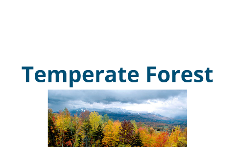 Temperate Forest by Coby Dolloff