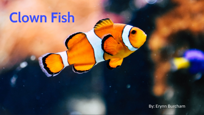 Clown Fish by Erynn Burcham on Prezi