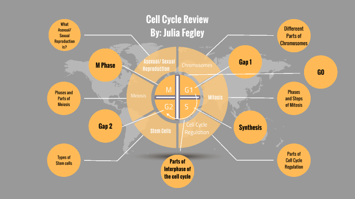 Cell Cycle Review by Julia Fegley on Prezi