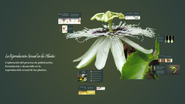 La Reproducción Sexual en las Plantas by Fabrizio Talaverano on Prezi