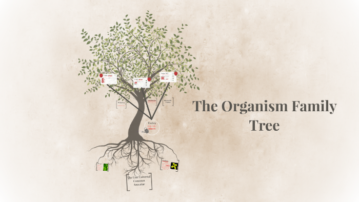 The Organism Family Tree by Gracie Baker on Prezi