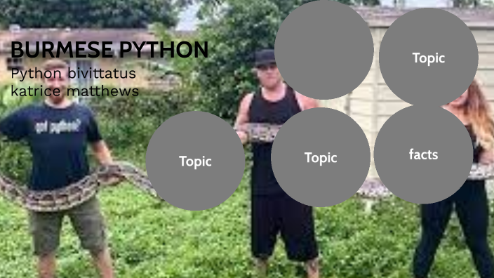 Burmese python by Katrice Matthews on Prezi