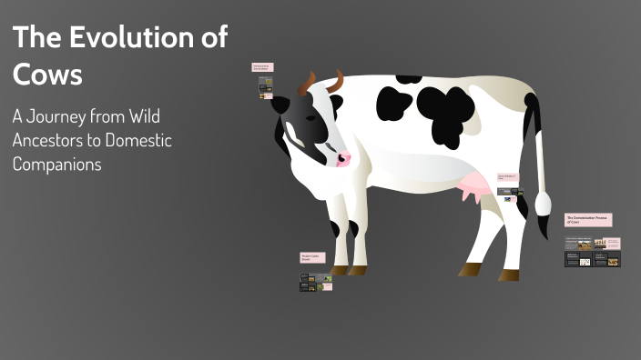 The Evolution of Cows by Student Layna Seacrist on Prezi