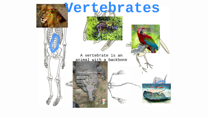 vertebrates by nathan fadden on Prezi
