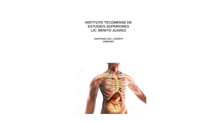 http://thumbs.dreamstime.com/z/la-anatom%C3%ADa-del-cuerpo-h by ...