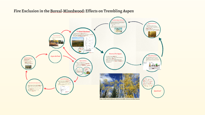 Boreal-Mixedwood Fire Exclusion Effects on Aspen by Jessica Grenke