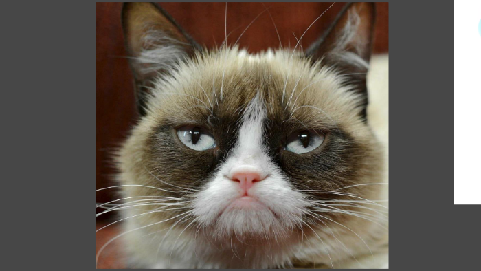 GRUMPY CAT template by blake hatcher on Prezi
