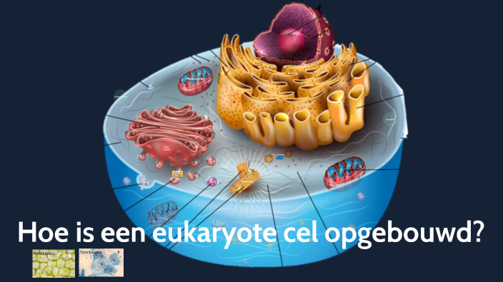 Subcellulaire structuur bij eukaryoten by Stijn Ceelen on Prezi