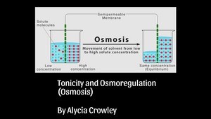 Tonicity and Osmoregulation by A LYCIA CROWLEY on Prezi Design
