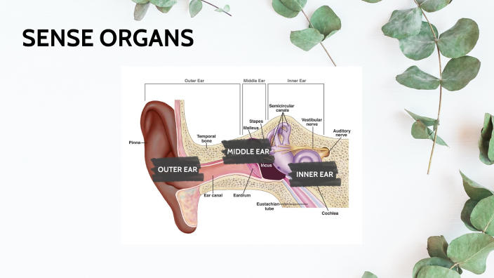 Sensory Organs - Ear by Shrijith Sivakumar on Prezi