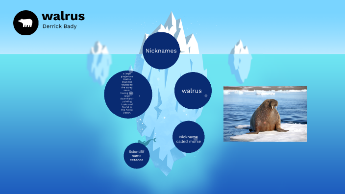 Walrus Presentation by D Bady on Prezi