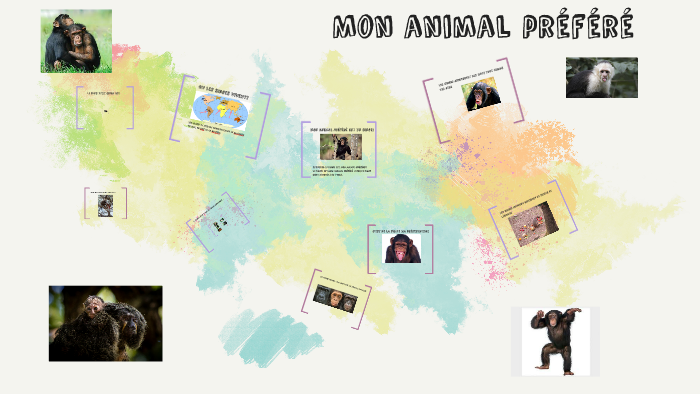 Mon animal prefere est un singe by isabella kikokiko on Prezi