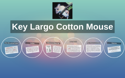 Key Largo Cotton Mouse by Jackson Blitz on Prezi