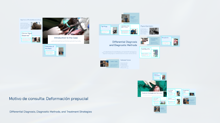 Clinical Case Presentation: Scrotal Abscess in a Ram by Natacha Paissan ...