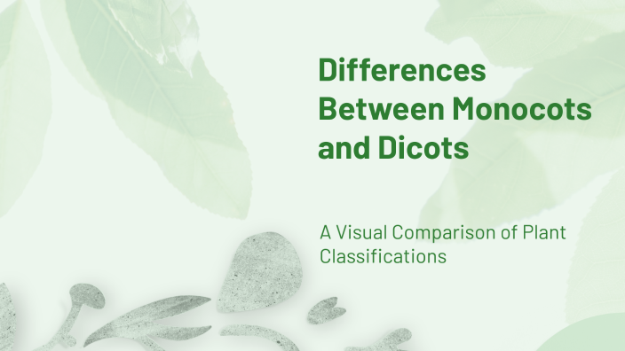 Differences Between Monocots and Dicots by N T on Prezi Differences Between Monocots and Dicots by N T on Prezi