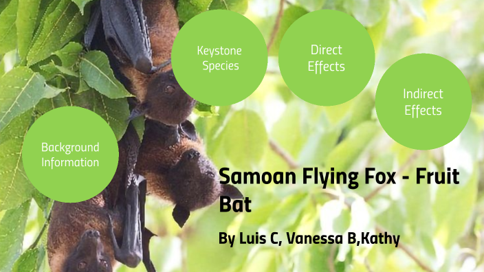 Samoan Flying Fox by Luis Cortez on Prezi