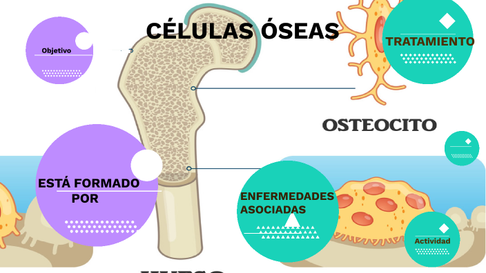 células óseas by makarena saez on Prezi