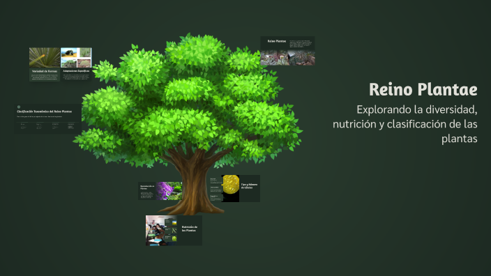 Reino Plantae by Cristian Alagastin on Prezi