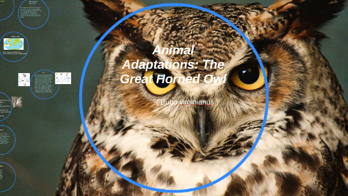 Animal Adaptations: The Great Horned Owl by Joe Smith on Prezi