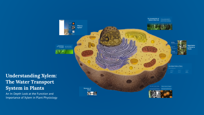 Understanding Xylem: The Water Transport System in Plants by emilia ...