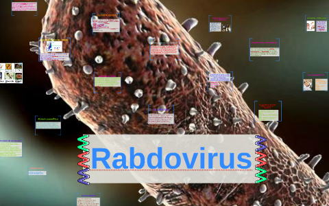 Rabdovirus by Lariseth Fung on Prezi