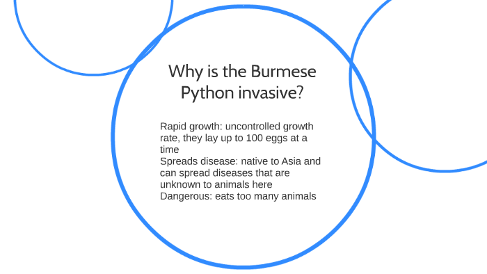Why is the Burmese Python invasive? by raisa tabassum on Prezi