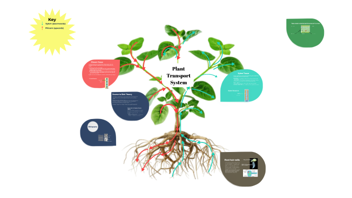 Monique Neave- Plant Transport System by Monique Neave on Prezi