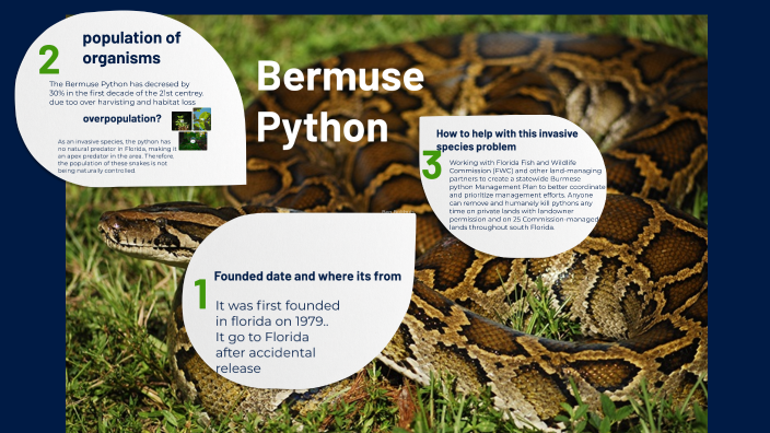 Ag Bio Bermuse python by Benjamin Bulthuis on Prezi