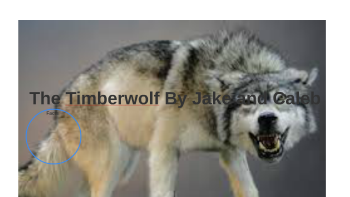 The Timberwolf by Jake Merriman on Prezi