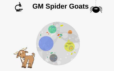 GMO Spider Silk Goat by Emma Bruce-Brown on Prezi
