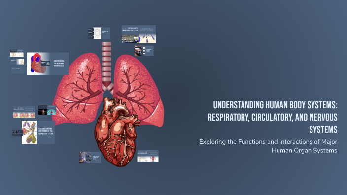 Understanding Human Body Systems: Respiratory, Circulatory, and Nervous ...
