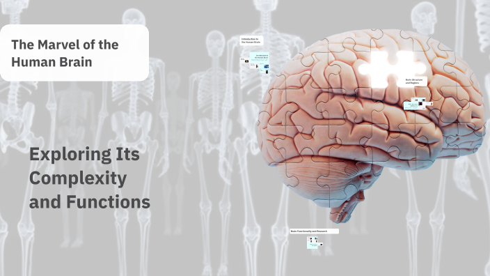 The Marvel of the Human Brain by عبدالوهاب on Prezi